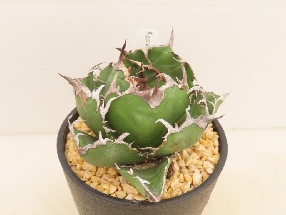 Yahoo!オークション - 7172 「多肉植物F」アガベ チタノタ 白鯨 【発根...