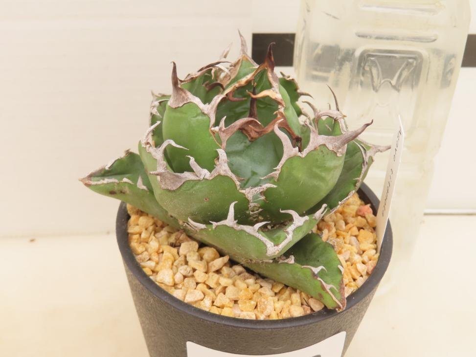 Yahoo!オークション - 7172 「多肉植物F」アガベ チタノタ 白鯨 【発根...