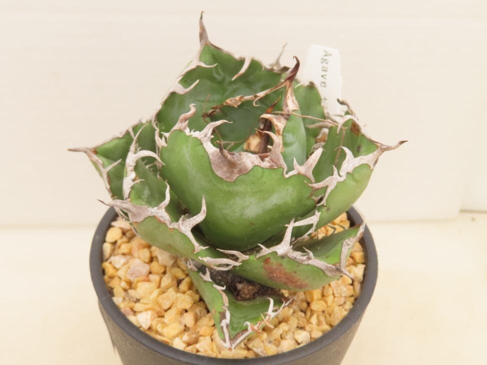 Yahoo!オークション - 7181 「多肉植物F」アガベ チタノタ 白鯨 【発根...