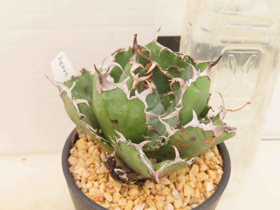 Yahoo!オークション - 7181 「多肉植物F」アガベ チタノタ 白鯨 【発根...