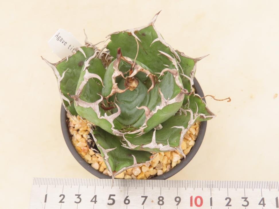 Yahoo!オークション - 7181 「多肉植物F」アガベ チタノタ 白鯨 【発根...