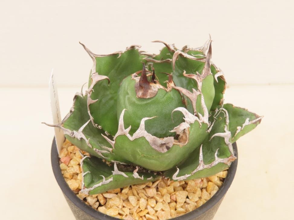 Yahoo!オークション - 7172 「多肉植物F」アガベ チタノタ 白鯨 【発根...