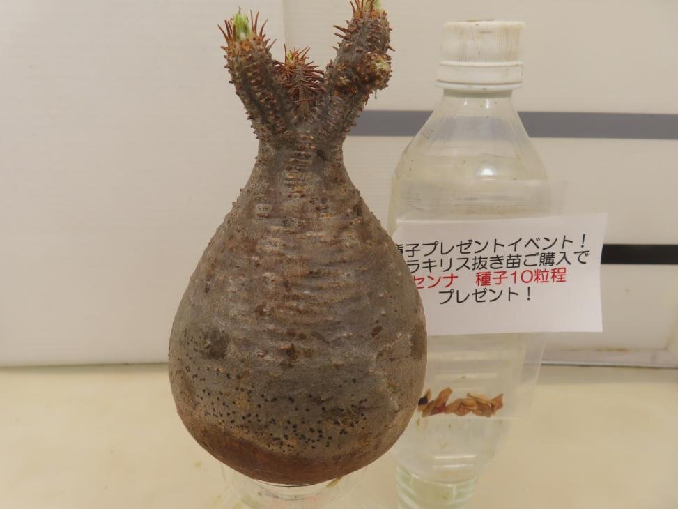 Yahoo!オークション - 8095 「塊根植物」パキポディウム グラキリス S ...