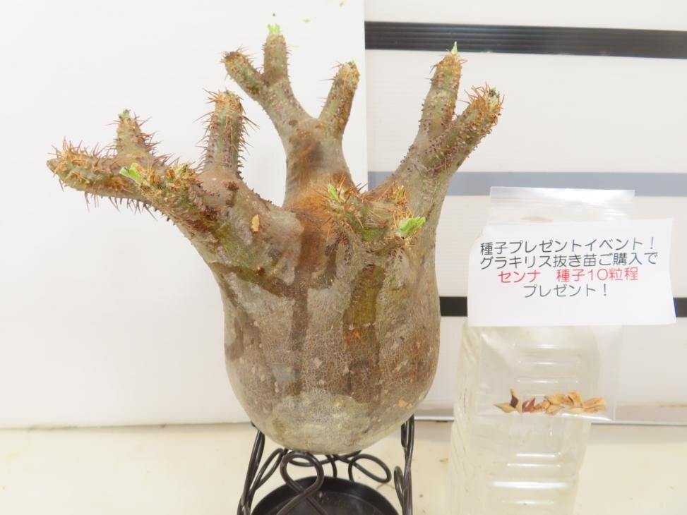 Yahoo!オークション - 8244 「塊根植物」パキポディウム グラキリスM ...