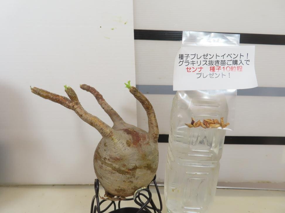 Yahoo!オークション - 8284 「塊根植物」パキポディウム グラキリス S ...