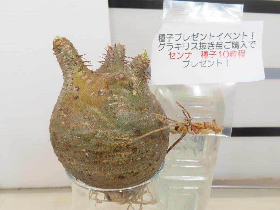 Yahoo!オークション - 8292 「塊根植物」パキポディウム グラキリス S ...