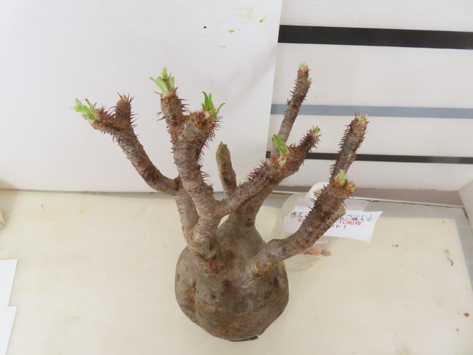 Yahoo!オークション - 8266 「塊根植物」パキポディウム グラキリスM ...