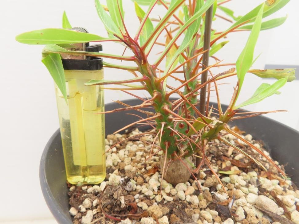 Yahoo!オークション - 6172 「実生」フォークイエリア プルプシー大【...