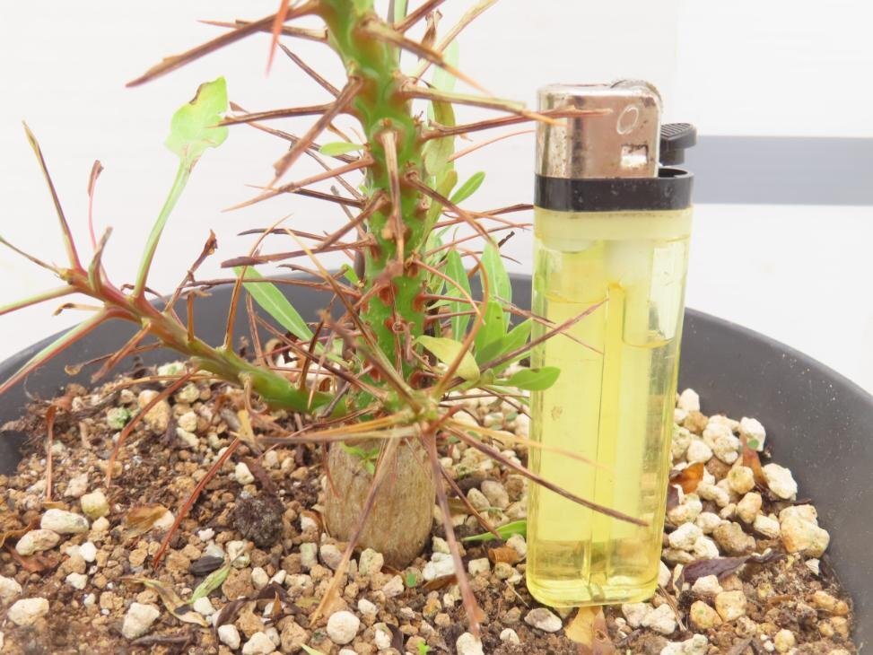 Yahoo!オークション - 6176 「実生」フォークイエリア プルプシー大【...