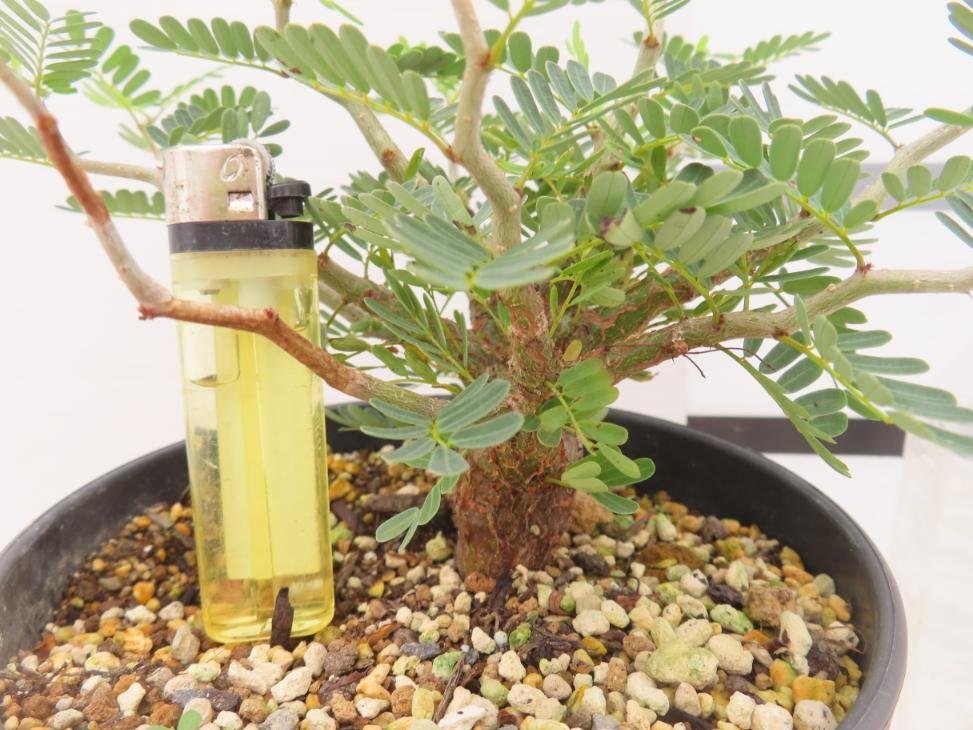 6192 実生 センナ メリディオナリス大 種から発芽 発根 Senna meridionalis 葉落ちします(観葉植物)｜売買されたオークション情報、yahooの商品情報をアーカイブ公開 ...