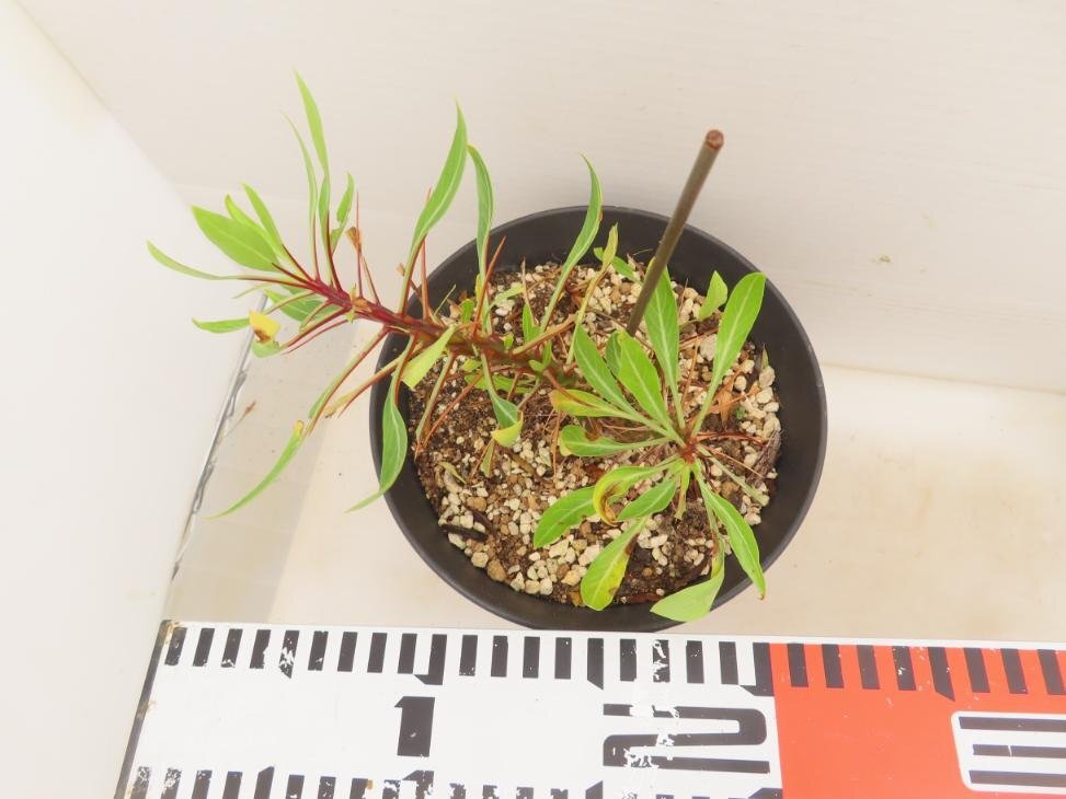 Yahoo!オークション - 6172 「実生」フォークイエリア プルプシー大【...