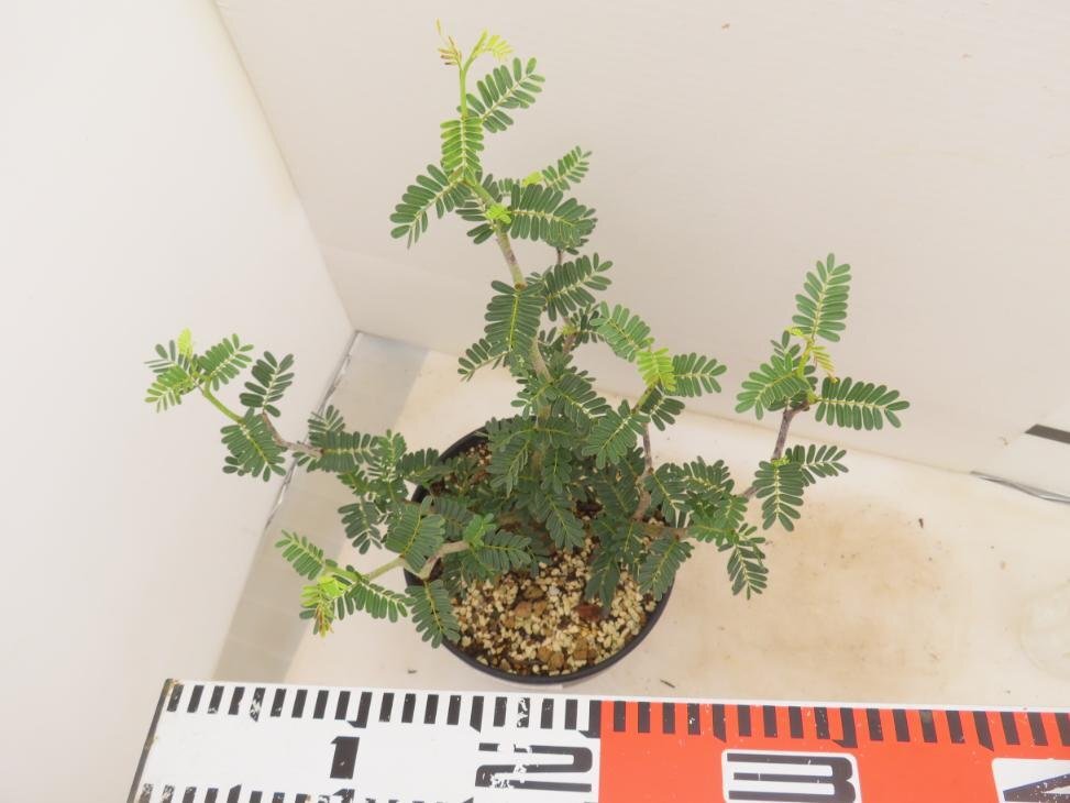 Yahoo!オークション - 6193 「実生」センナ メリディオナリス大【種か...