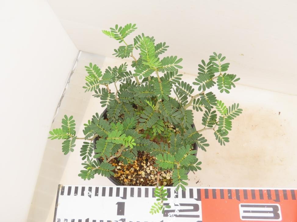 Yahoo!オークション - 6192 「実生」センナ メリディオナリス大【種か...