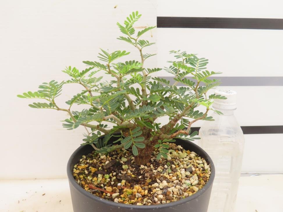 6192 実生 センナ メリディオナリス大 種から発芽 発根 Senna meridionalis 葉落ちします(観葉植物)｜売買されたオークション情報、yahooの商品情報をアーカイブ公開 ...