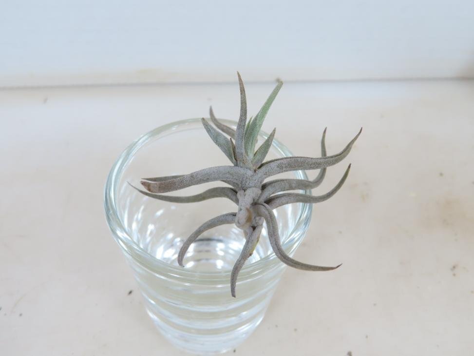 Yahoo!オークション - 2075 「エアプランツ」tillandsia rectangura ×...