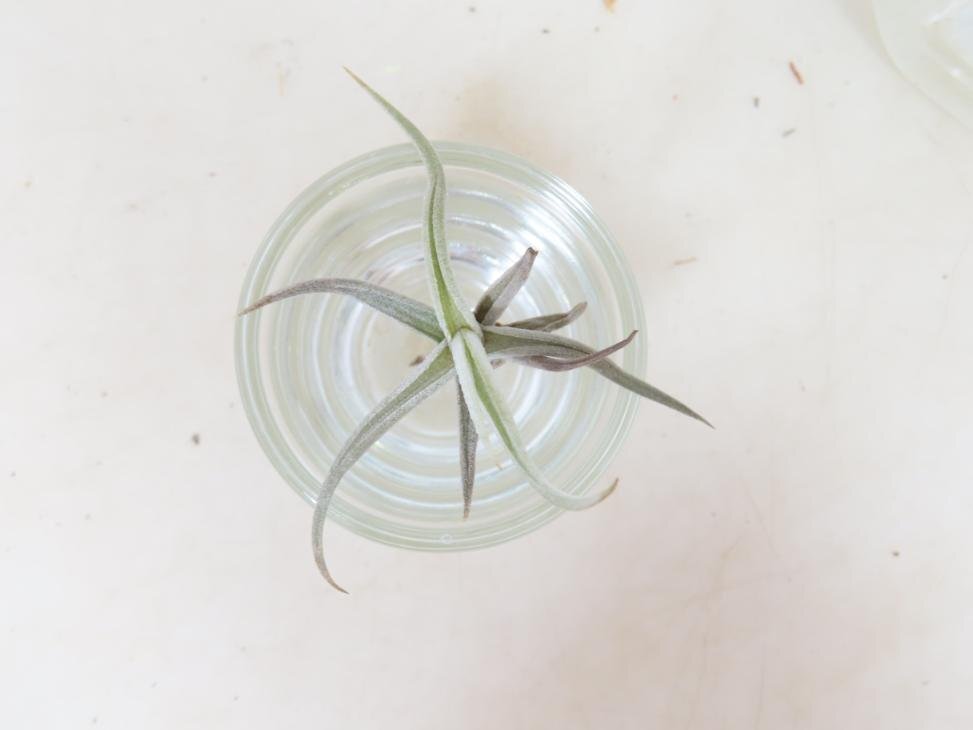 Yahoo!オークション - 2076 「エアプランツ」tillandsia rectangura ×...