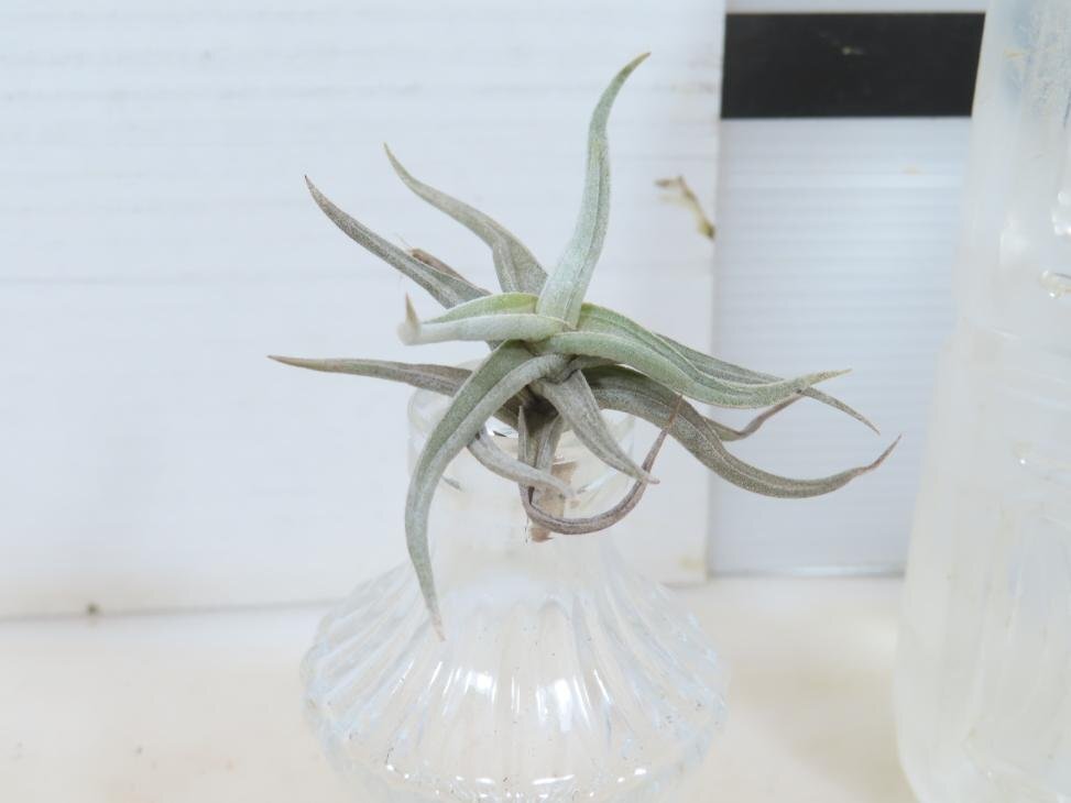 Yahoo!オークション - 2079 「エアプランツ」tillandsia rectangura ×...