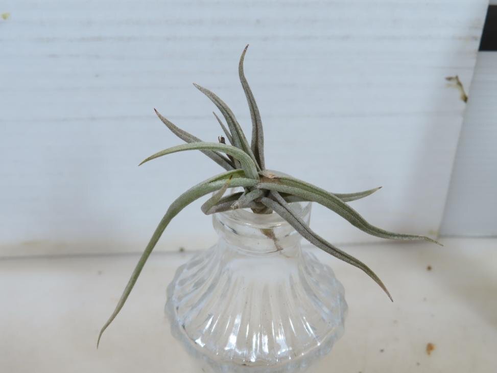 Yahoo!オークション - 2089 「エアプランツ」tillandsia rectangura ×...