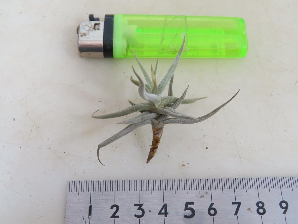 Yahoo!オークション - 2090 「エアプランツ」tillandsia rectangura ×...