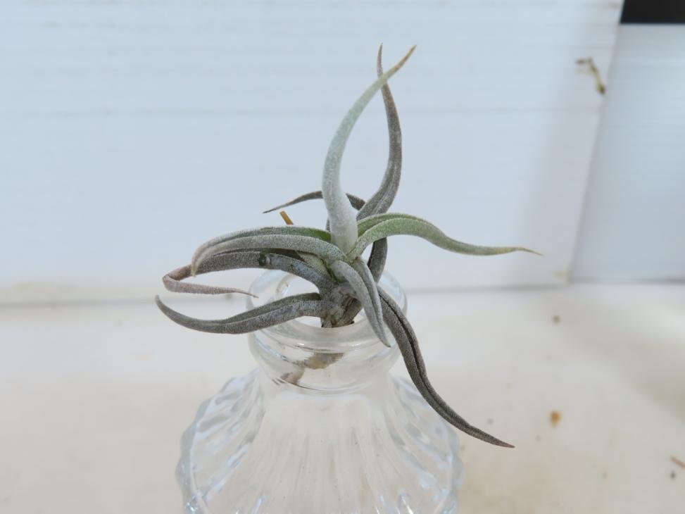 Yahoo!オークション - 2095 「エアプランツ」tillandsia rectangura ×...