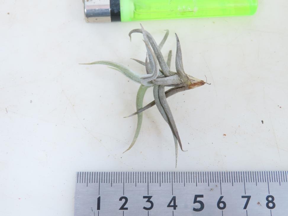 Yahoo!オークション - 2082 「エアプランツ」tillandsia rectangura ×...