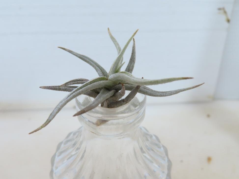 Yahoo!オークション - 2096 「エアプランツ」tillandsia rectangura ×...