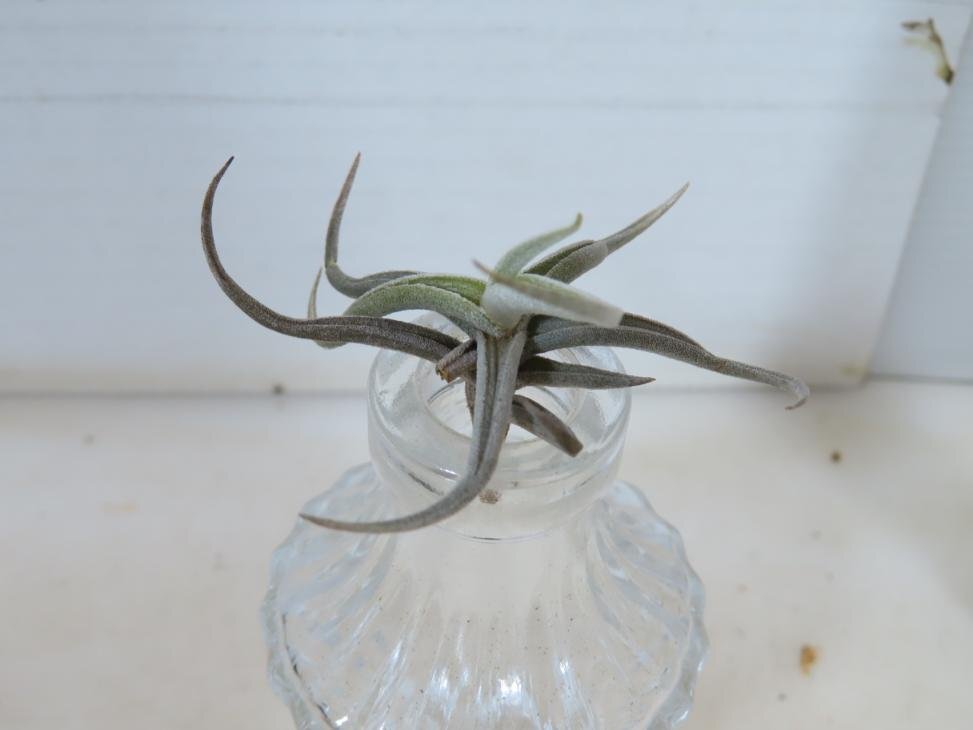 Yahoo!オークション - 2086 「エアプランツ」tillandsia rectangura ×...