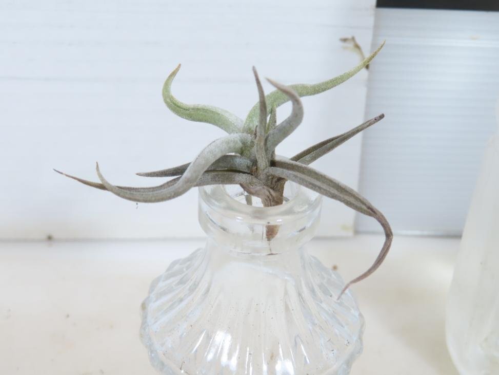 Yahoo!オークション - 2081 「エアプランツ」tillandsia rectangura ×...