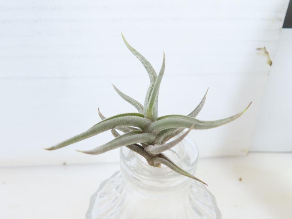 Yahoo!オークション - 2088 「エアプランツ」tillandsia rectangura ×...