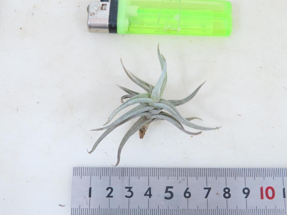 Yahoo!オークション - 2079 「エアプランツ」tillandsia rectangura ×...