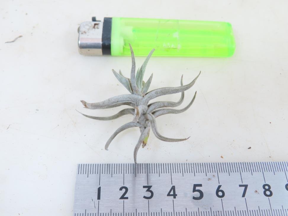 Yahoo!オークション - 2075 「エアプランツ」tillandsia rectangura ×...