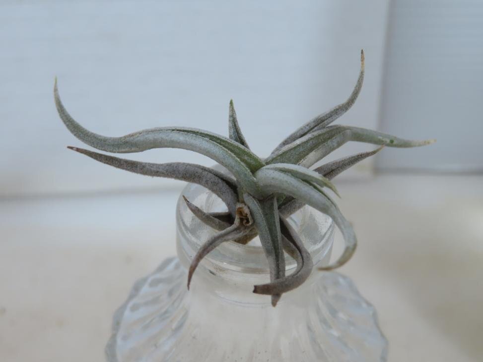 Yahoo!オークション - 2083 「エアプランツ」tillandsia rectangura ×...