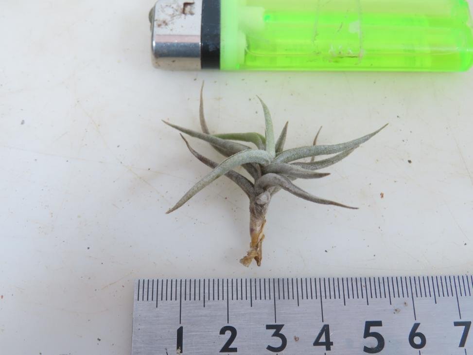 Yahoo!オークション - 2087 「エアプランツ」tillandsia rectangura ×...