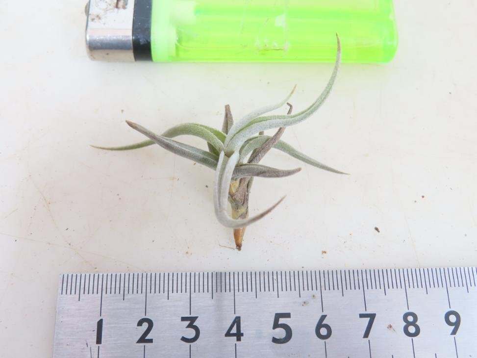 Yahoo!オークション - 2076 「エアプランツ」tillandsia rectangura ×...