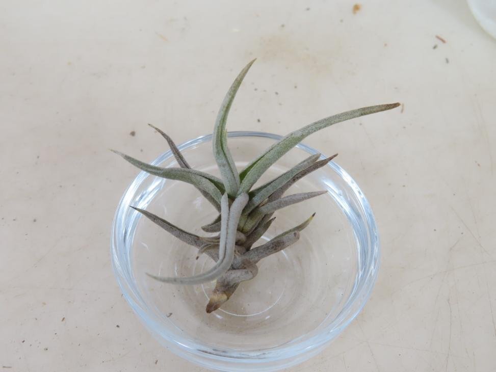 Yahoo!オークション - 2091 「エアプランツ」tillandsia rectangura ×...
