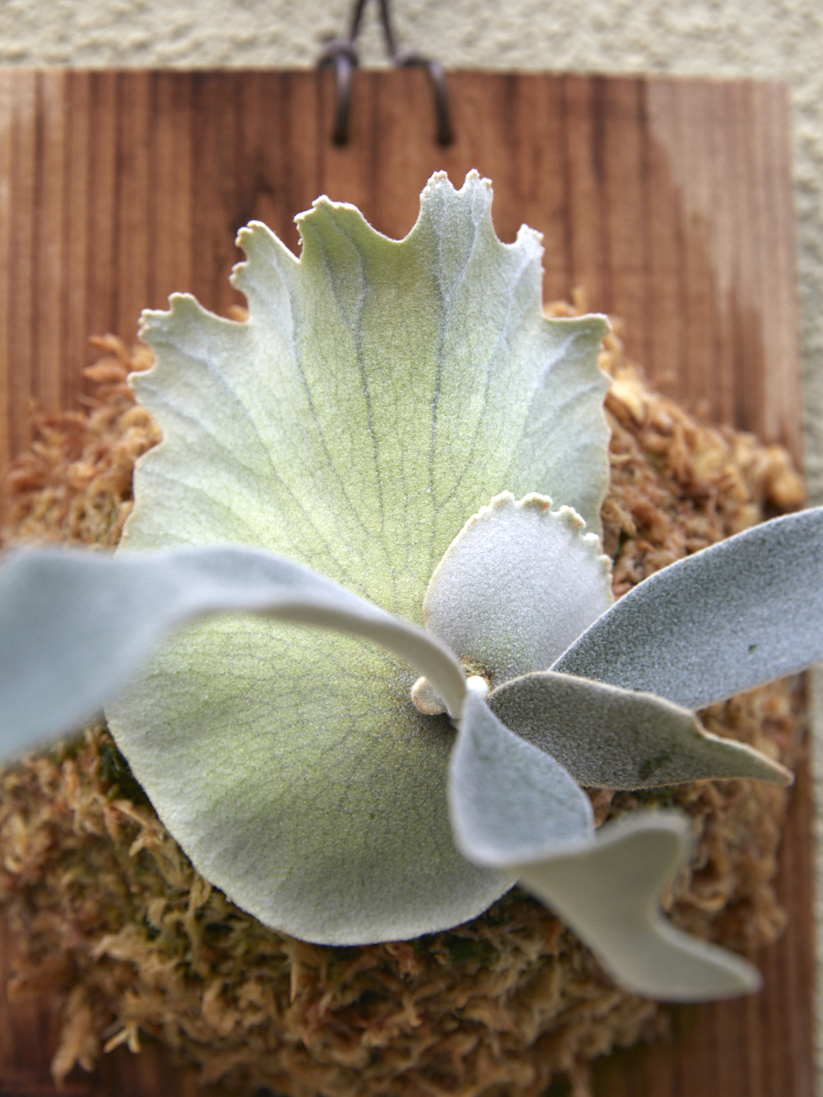 Yahoo!オークション - SHIZEN_ Platycerium ビカクシダ コウモリラン P...