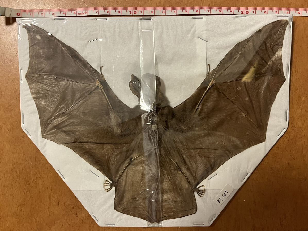 珍品!】 大型コウモリ 標本 剥製 ( 蝙蝠 悪魔 アンティーク 珍品!】 大型コウモリ 標本 剥製 ( 蝙蝠 悪魔 アンティーク