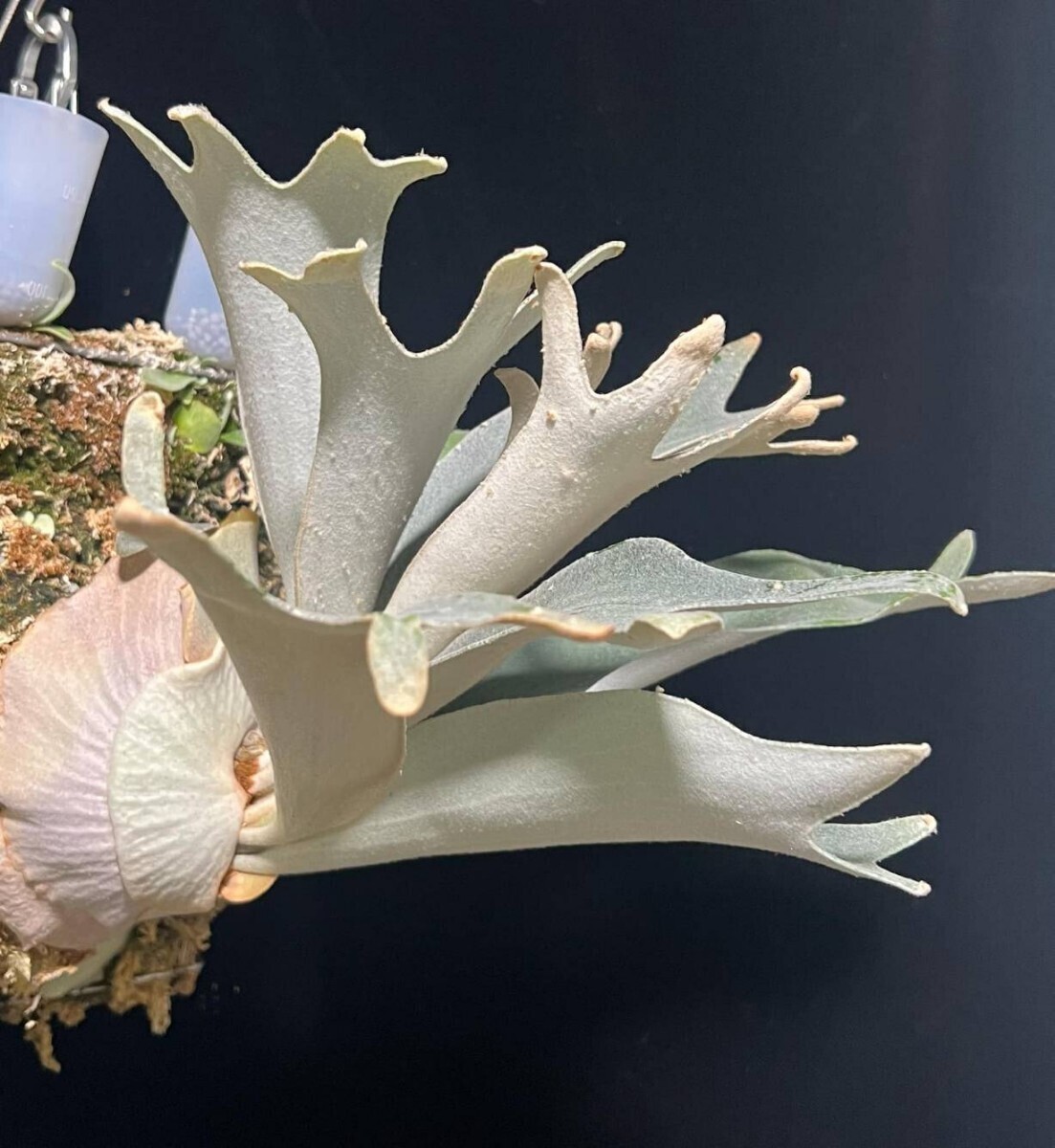 Yahoo!オークション - P23 P .Snow Ape OC pup 株分け