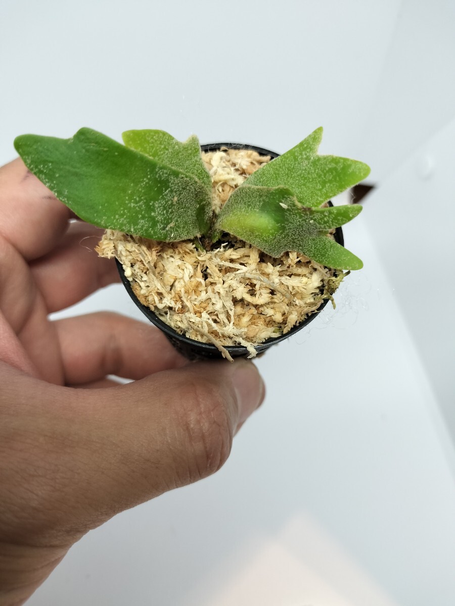 Yahoo!オークション - P42 P.Willinckii Bacteria sporeling