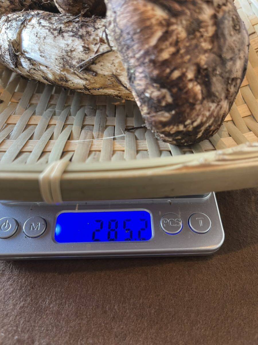 Yahoo!オークション - 長野県産 朝採れ 松茸 マツタケ 285g