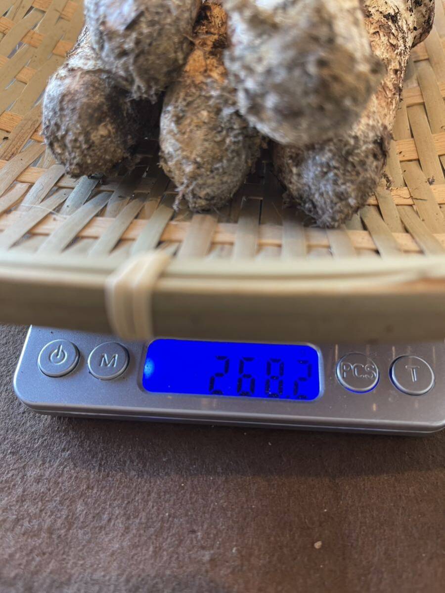 Yahoo!オークション - 極上の5本 長野県産 朝採れ 松茸 マツタケ 268g