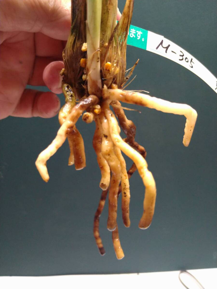 Yahoo!オークション - M-305 肥後寒蘭 ・栽培棚整理品・登録品・春...