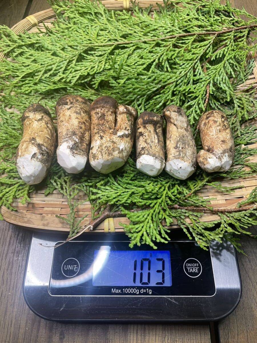 9/6採 長野県産 本松茸 100g ブランド松茸 マツタケ 国産 信州⑧(マツタケ)｜売買されたオークション情報、yahooの商品情報をアーカイブ公開 - オークファン（aucfan.com）