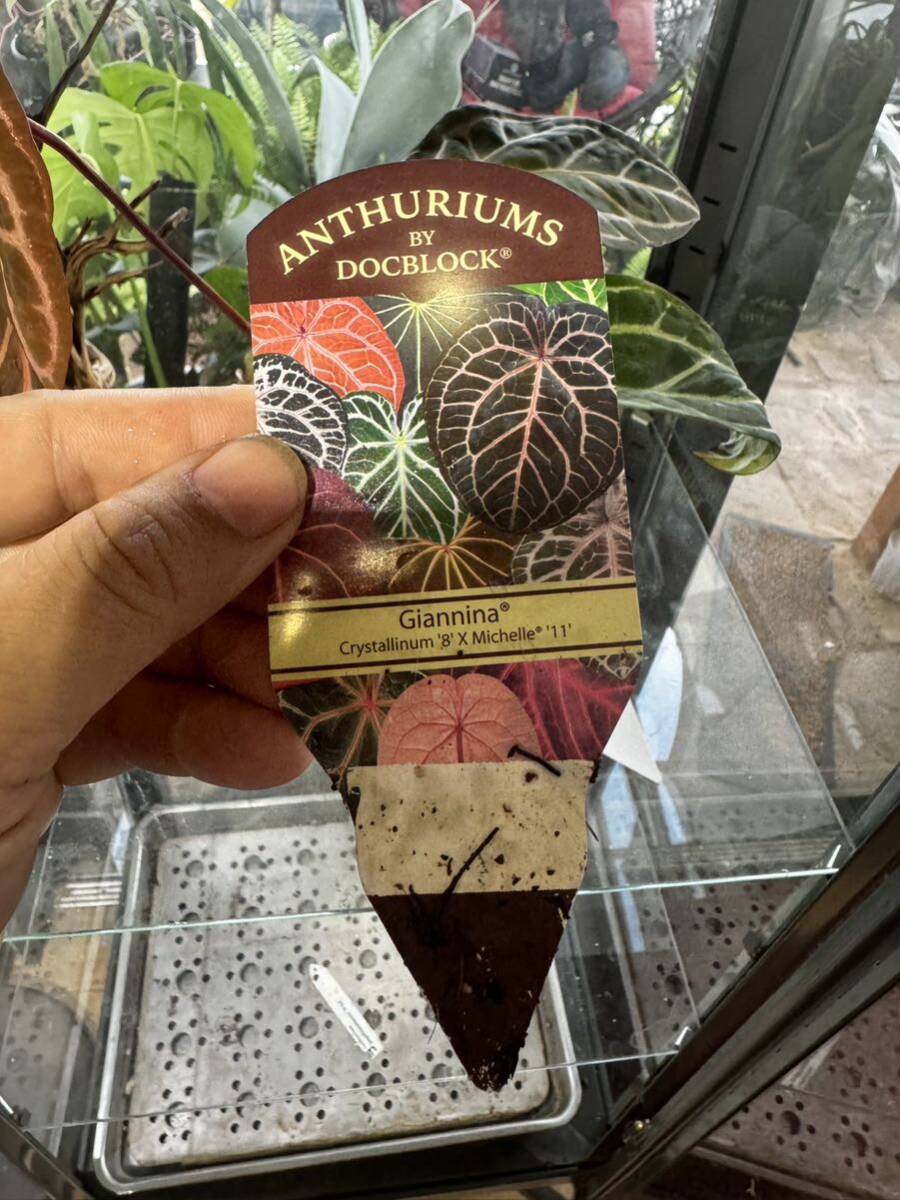 Yahoo!オークション - UJ DocBlock Anthurium Giannina 'Crystallinum ...