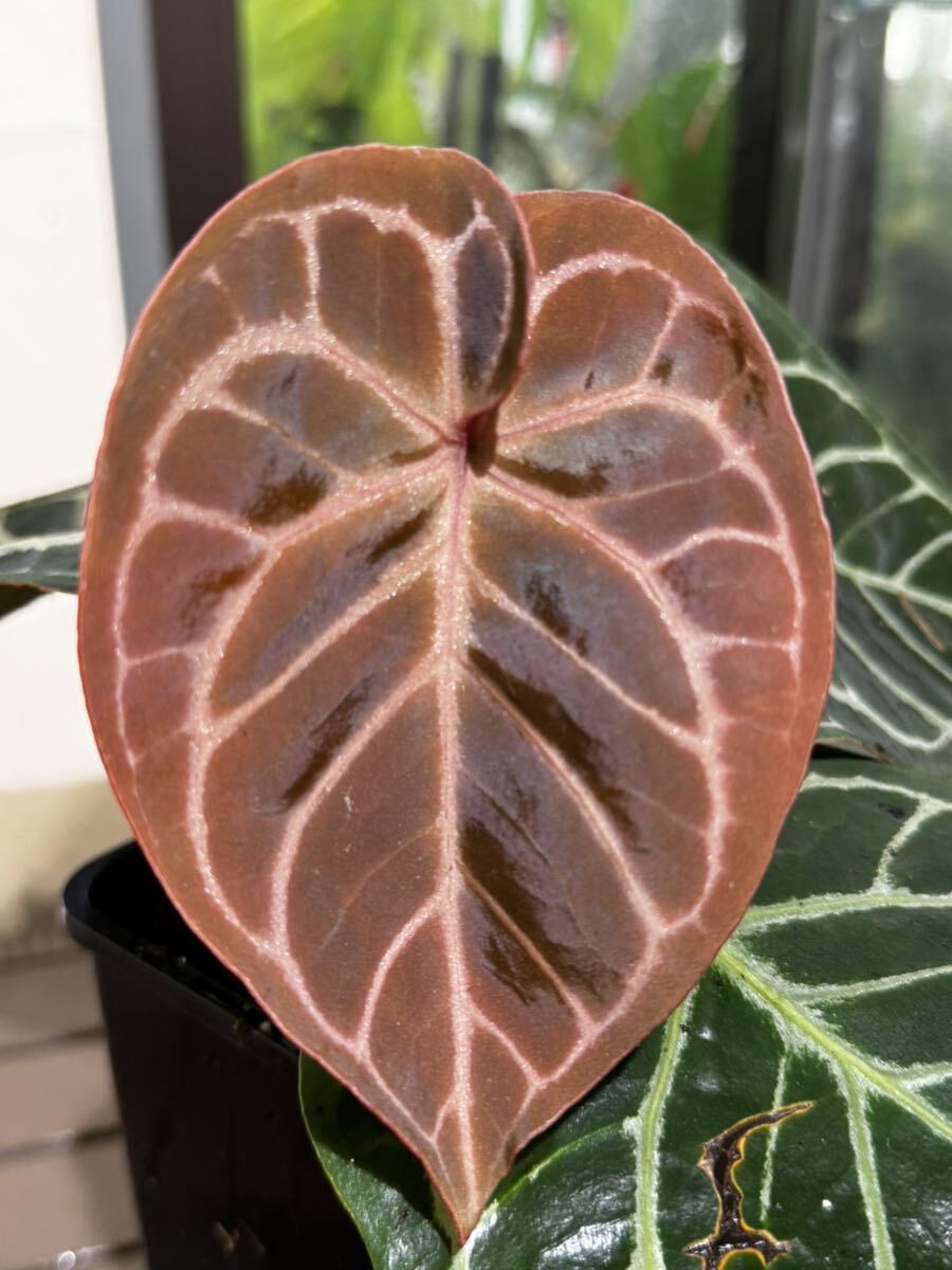 Yahoo!オークション - UJ Anthurium ' Mystic A88 ' (Mr Chandra) アン...