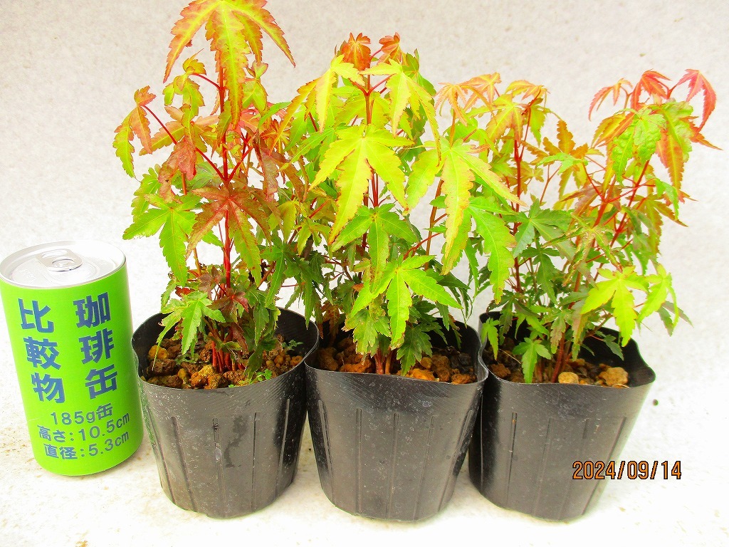 Yahoo!オークション - [讃岐屋緑兵衛]イロハモミジ 3点組(9794)全高 21...