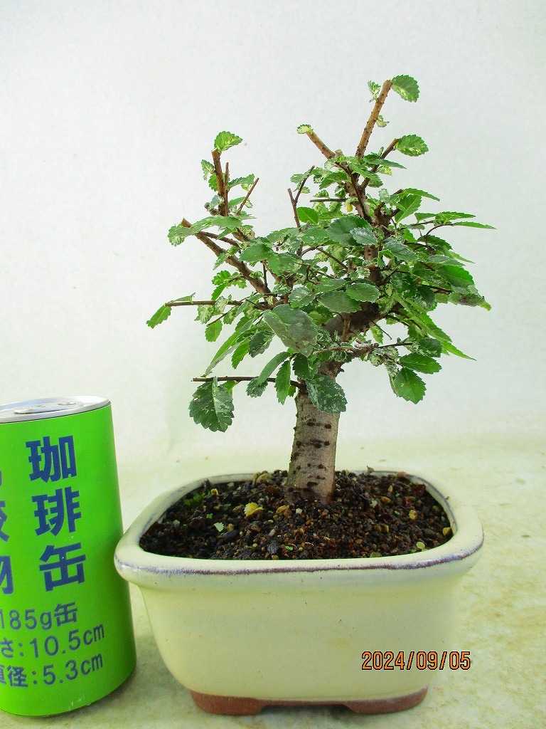 Yahoo!オークション - [讃岐屋緑兵衛]斑入ニレケヤキ(9223白釉長方鉢)...