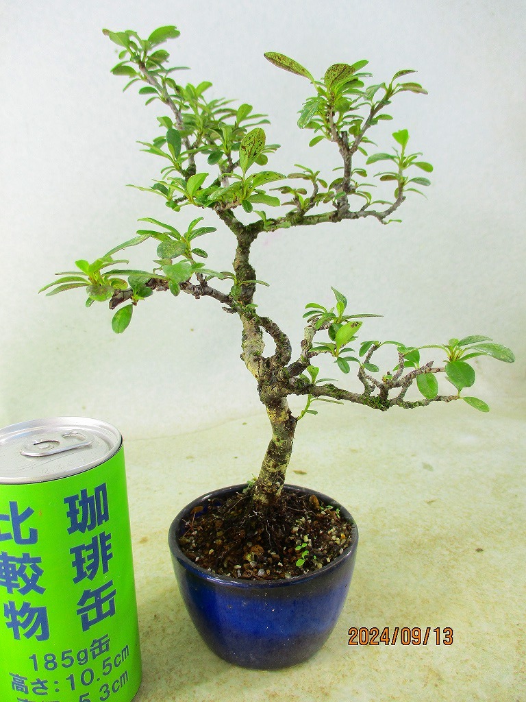 Yahoo!オークション - [讃岐屋緑兵衛]大実シタン(9775瑠璃釉丸鉢)全高 ...