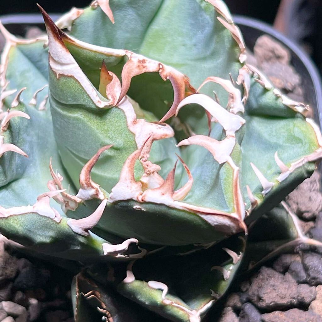 Yahoo!オークション - アガベ チタノタ「COK CG01」 Agave titanota 'C...