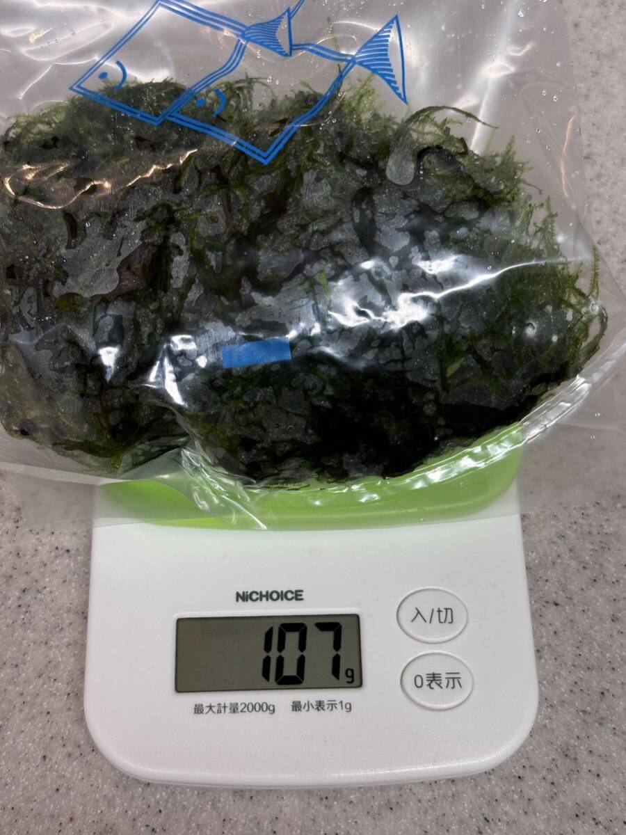 Yahoo!オークション - 送料無料 ウィローモス107g